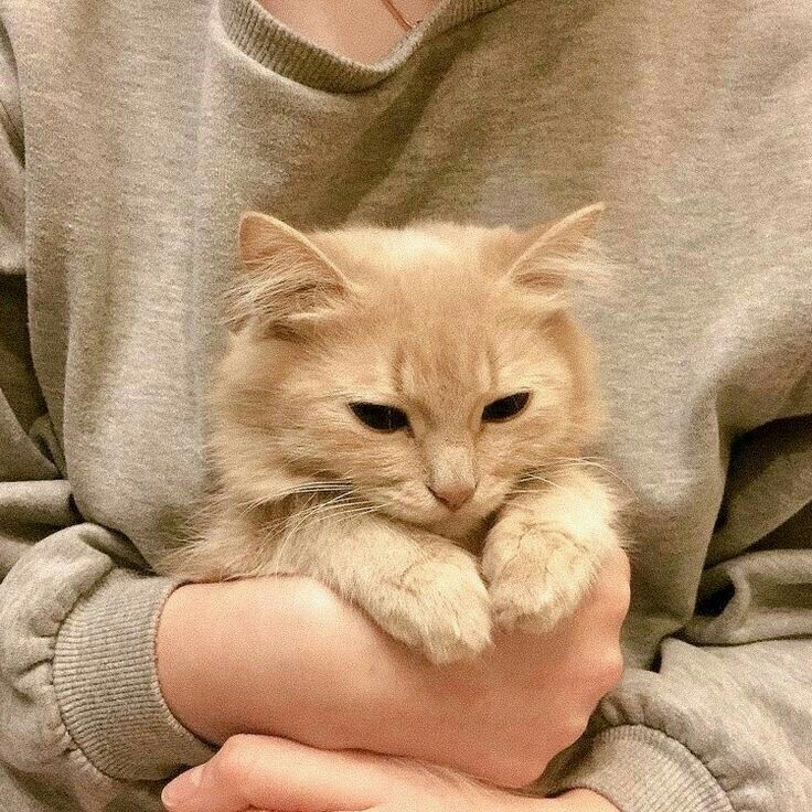 raise a floppa 2 Ms by Sussy18 - Meme Sound Effect Button for ...